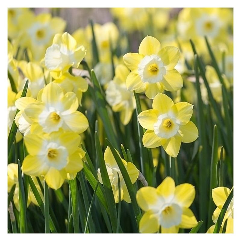 Daffodil - Narcissus Pipit