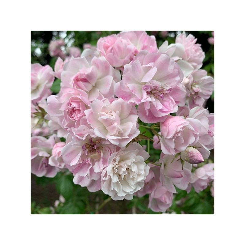 Rose 'Narrow Waters' - Rambling Rose