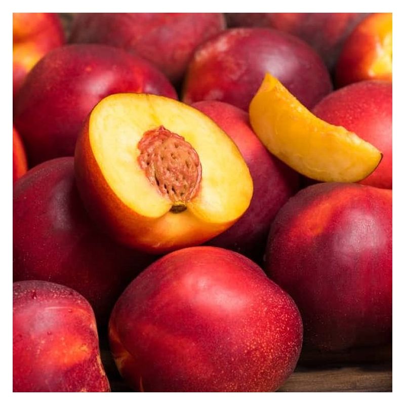 Nectarine Tree - Prunus persica var Nucipersica - Nectarine