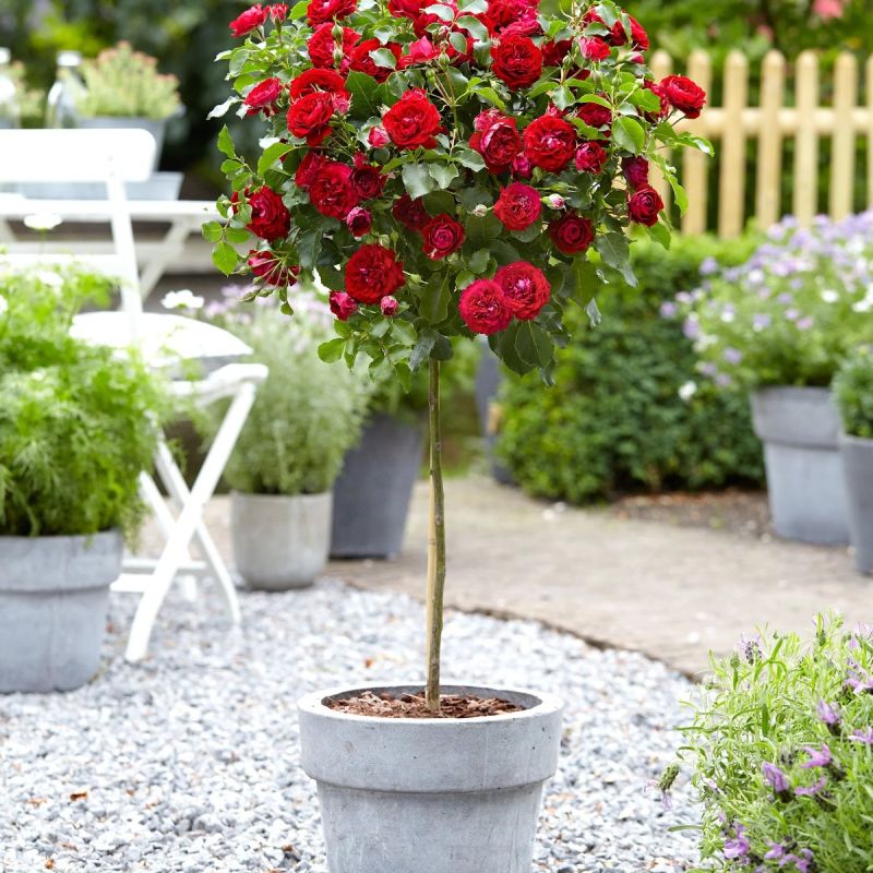 Pair of Large Standard Rose Tree - Nina Weibull