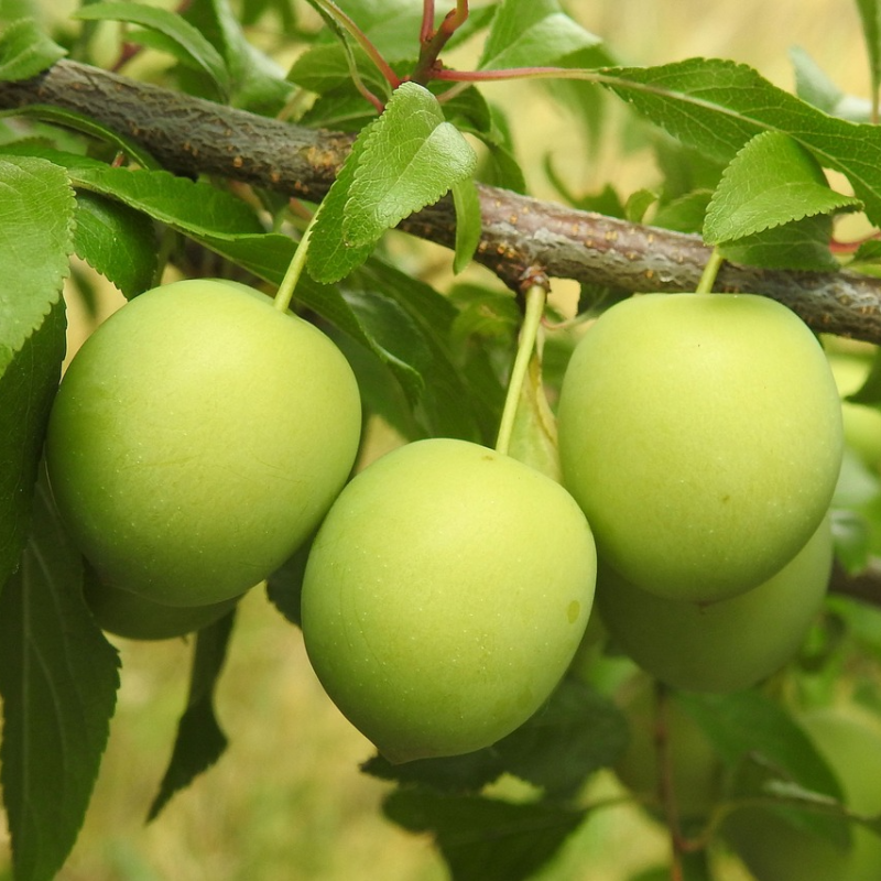 Gage Tree - Old Greengage Bush (St. Julien A) - 150-170cm Tall