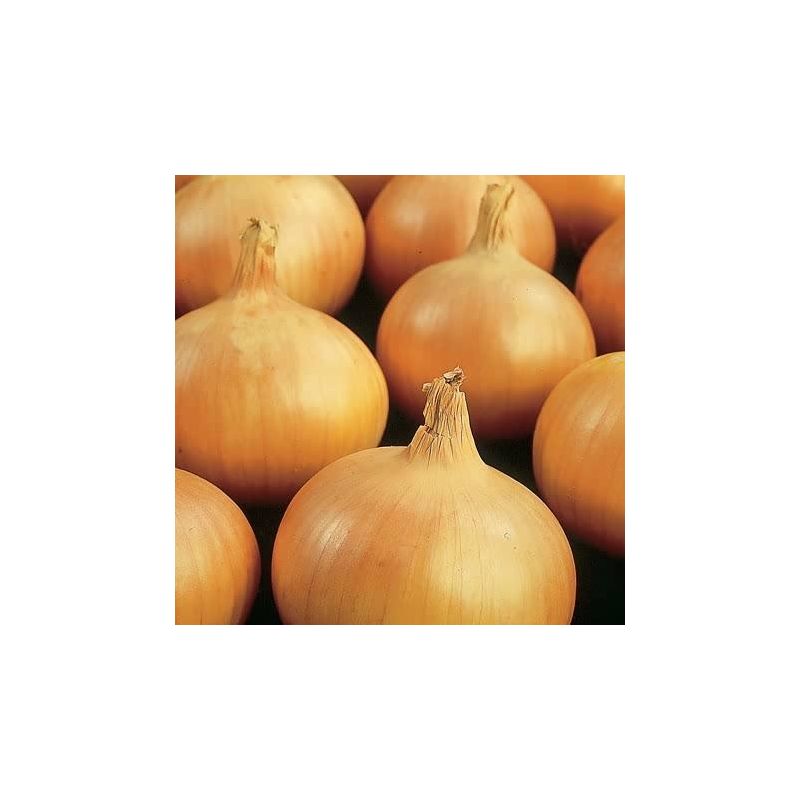 Onions Sturon - Yellow Onion - Pack of 50