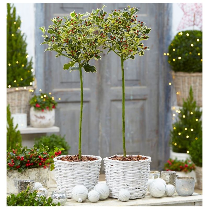 PAIR of Festive Patio Holly Trees 'Argentea Varigata' with Planter Baskets