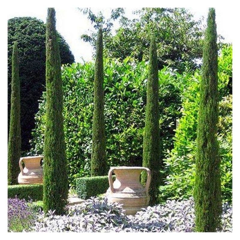 Pair of Van Gogh Tuscan Totem Pole Cypress Trees - Cupressus ...