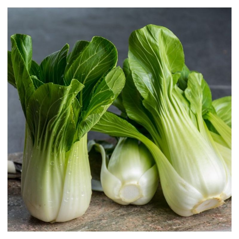 Pak Choi 'Green Revolution'- Pack of TWELVE Plants