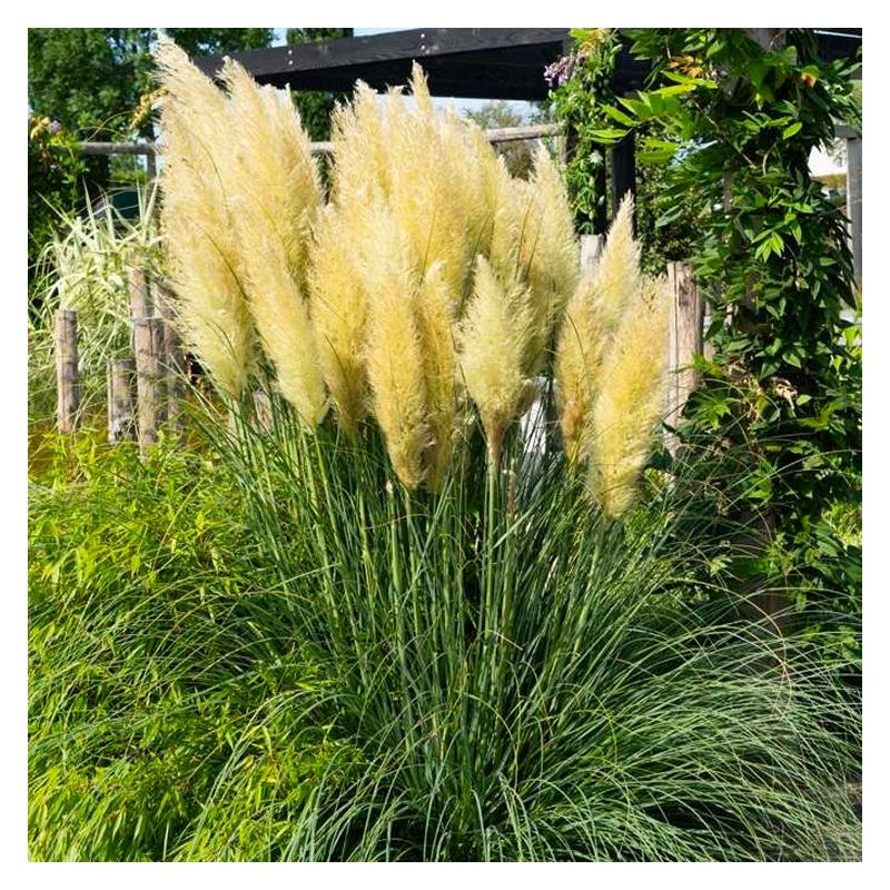 Cortaderia selloana Evita - Compact Pampas Grass