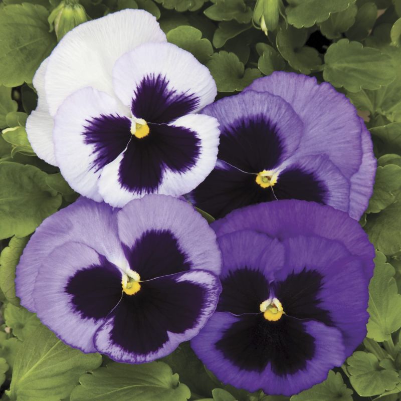 Pansy Colossus Ocean - Pack of SIX Giant Flowered Pansy Plants