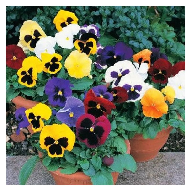 Pansy Plants Mixed Colours