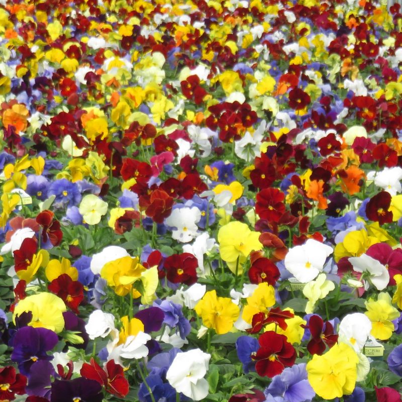 Pansy Plants Mixed Colours - Pansies in Bud & Bloom