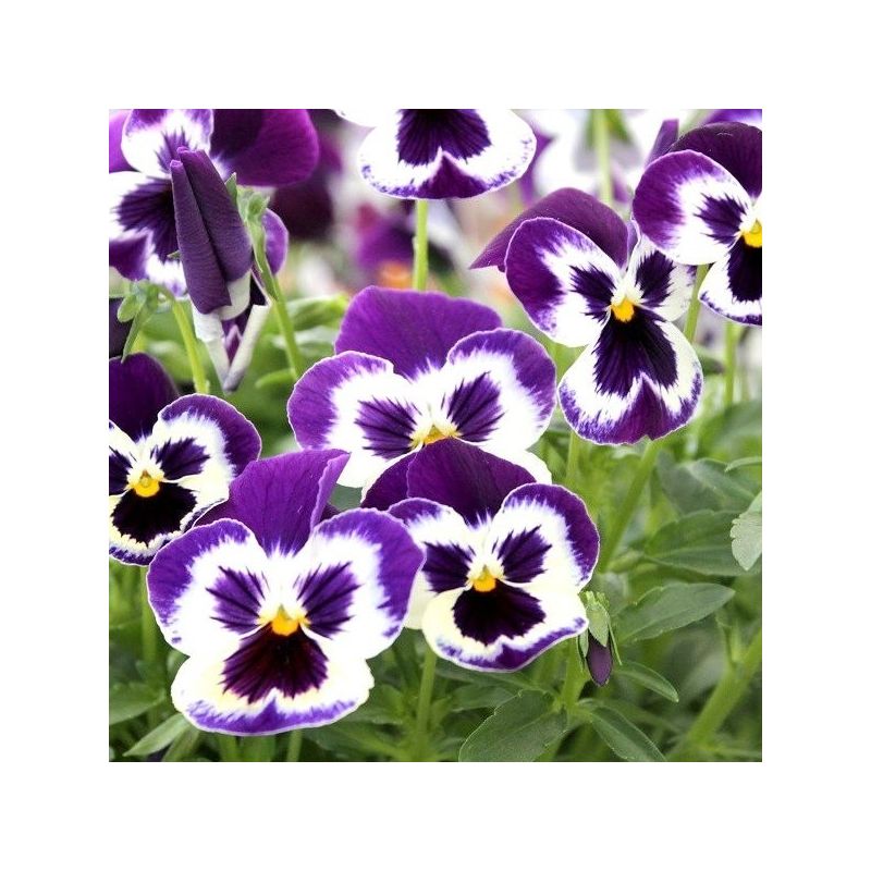 Pansy Violet Face - in Bud and Bloom