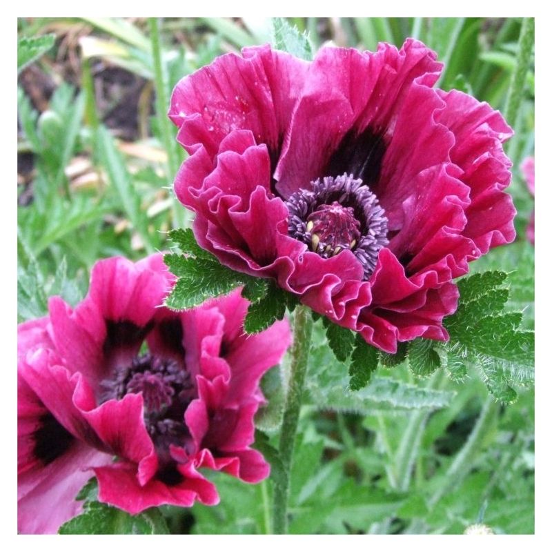 Papaver orientale Harlem - Oriental Poppy