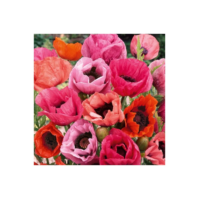 Poppy - Papaver Mega Mix - Pack of TWENTY