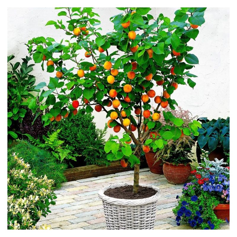 Apricot Tree - Prunus armeniaca
