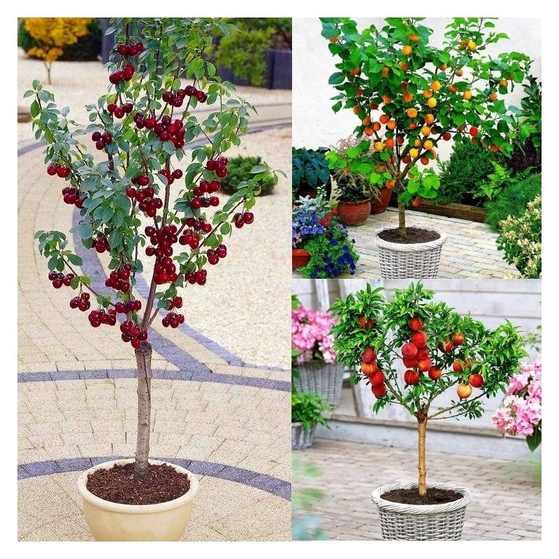 Dwarf Patio Fruit Trees Collection - Apricot, Cherry & Peach