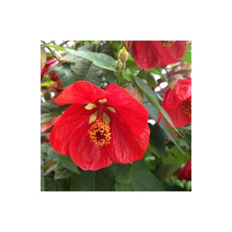 Abutilon hybrida RED - Flowering Maple