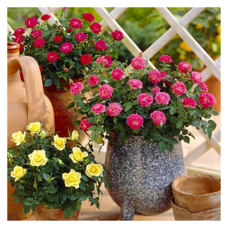 Old English Style Roses Collection - Pack of THREE