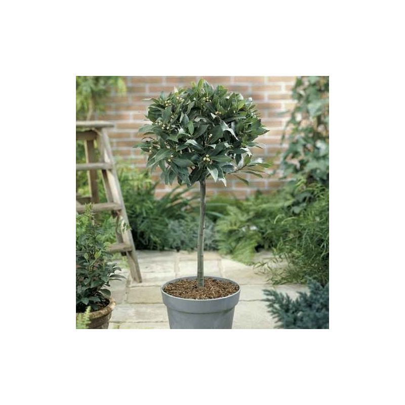 GIANT Lollipop Bay Tree - Laurus nobilis - Large XXXL Specimen - circa ...