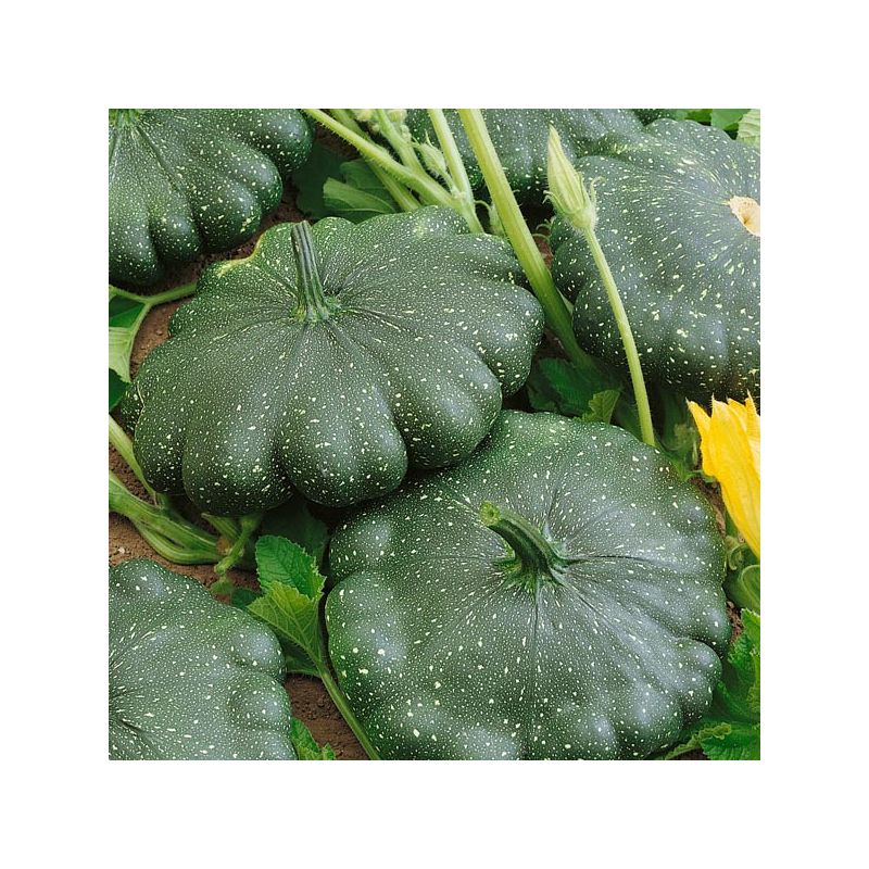 Squash Plant - Patty Pan Green Disc