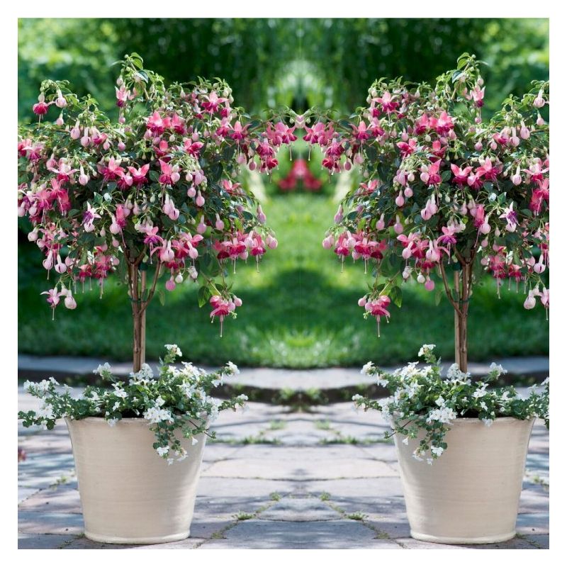Pair of Fuchsia Tree Standards 'Paula Jane' - Gorgeous Patio Fuchsia Trees