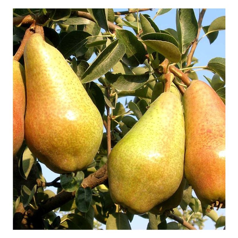 Pear Tree - Carmen - 140-160cm