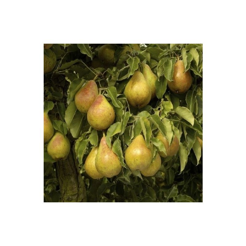 Patio Fruit Tree - Pyrus communis Conference - Pear Tree