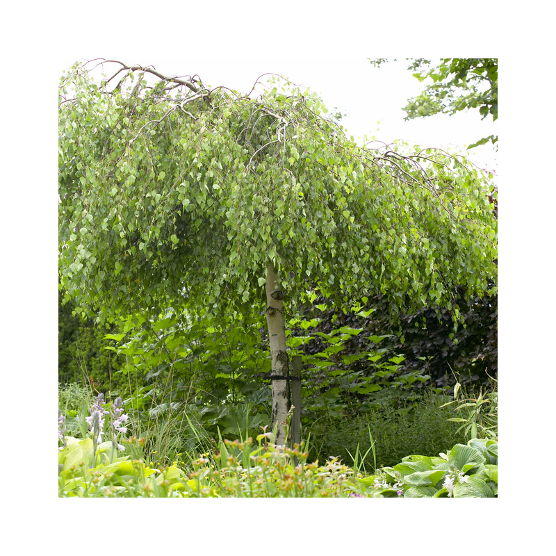 Betula pendula subsp. pendula 'Youngii' - Silver Birch - Circa 250-300m ...