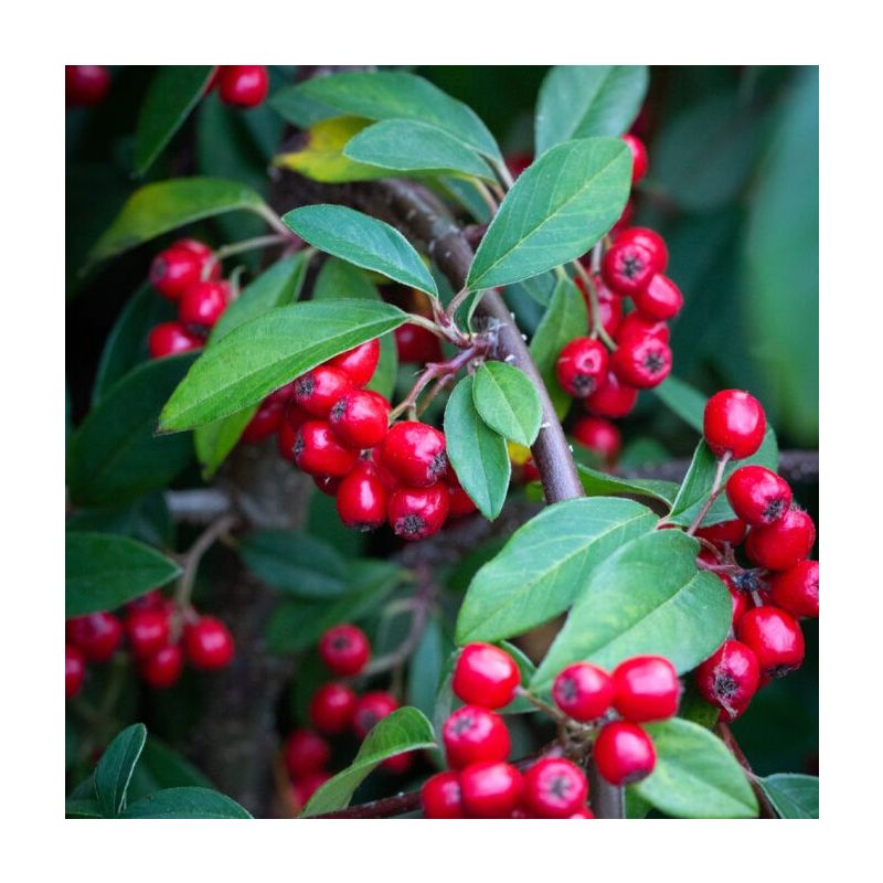 Cotoneaster hybridus Pendulus
