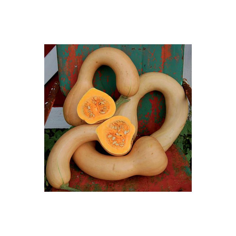 Pennsylvania Dutch Crookneck Squash