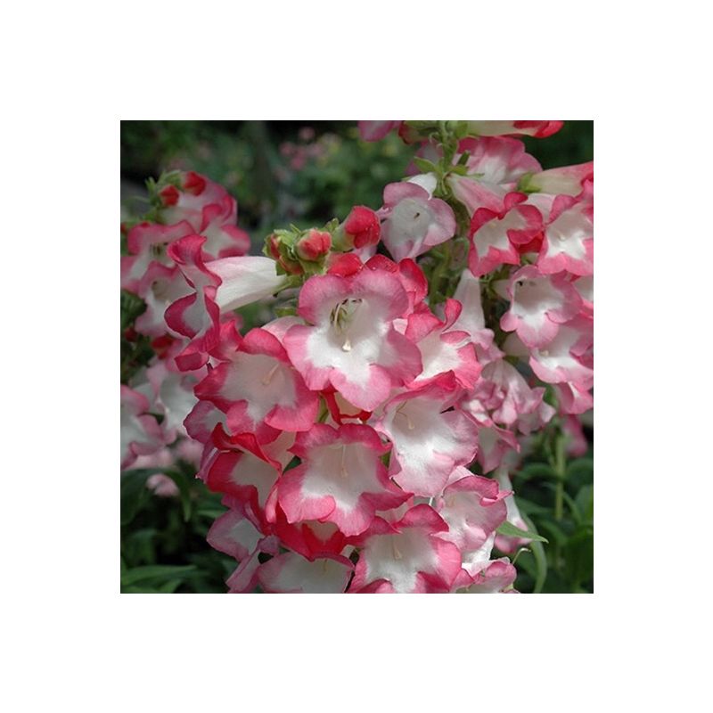 Penstemon Phoenix Appleblossom
