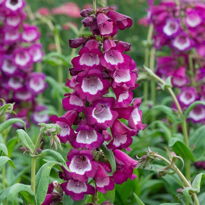 Penstemon Phoenix Violet