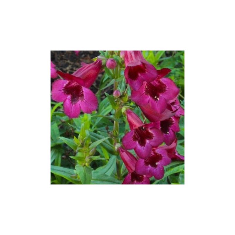 Penstemon 'Rich Ruby'