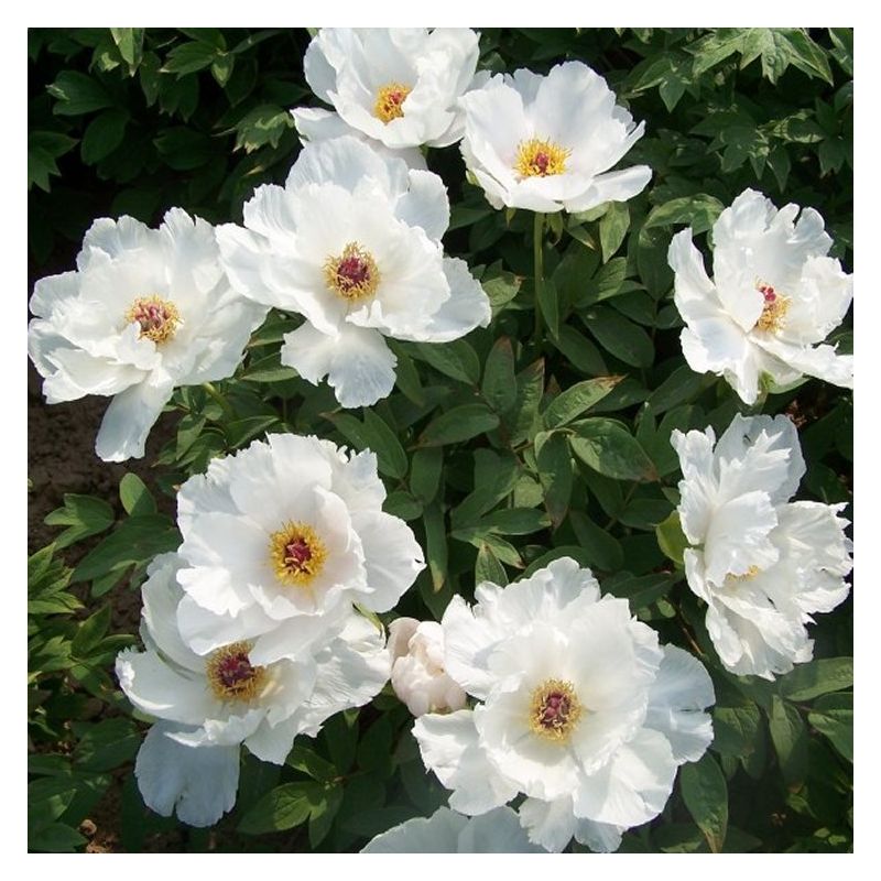 Tree Peony - Paeonia suffruticosa ‘Feng Dan’ - White Phoenix