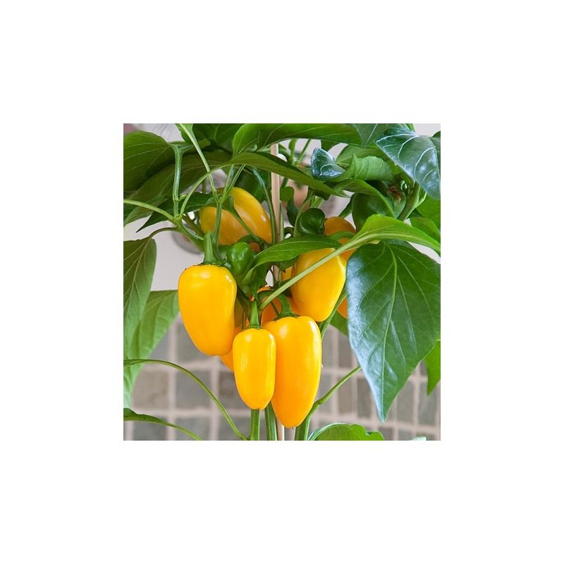 Sweet Pepper 'Snack Yellow'