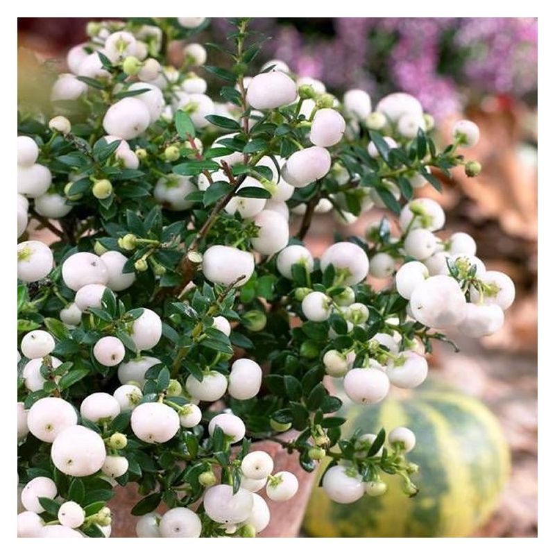 Pernettya mucronata White Pearl - Evergreen Prickly Heath Gaultheria