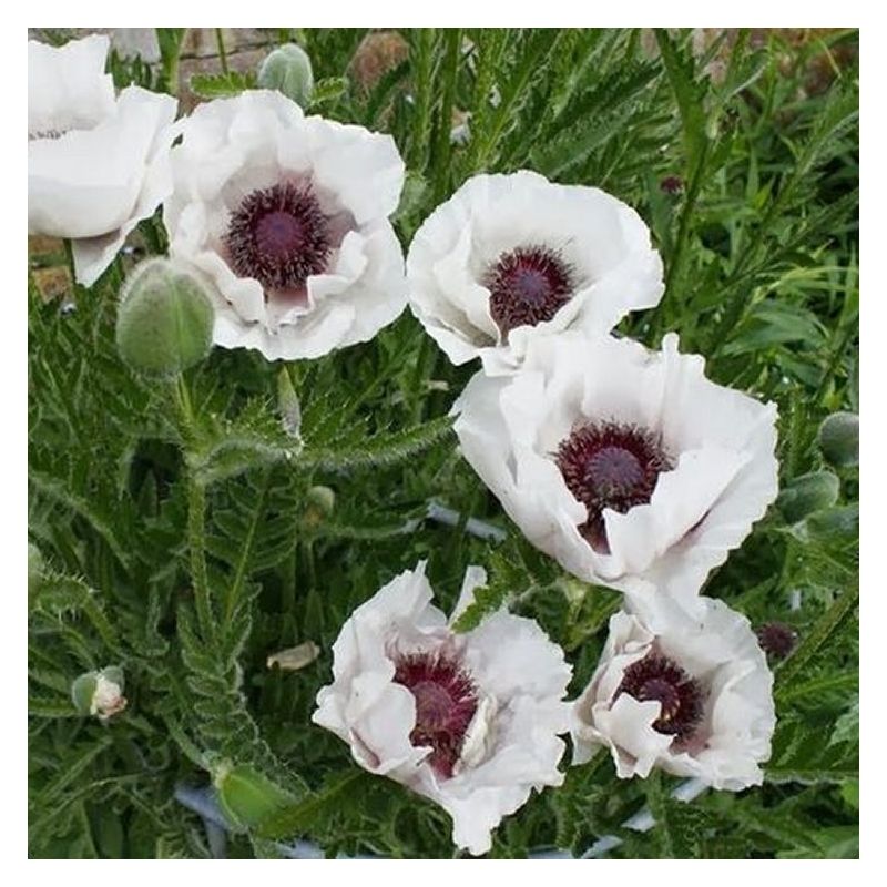 Papaver orientale 'Perry's White' - White Oriental Poppy