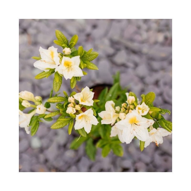 Rhododendron (Azalea) Knaphill Persil