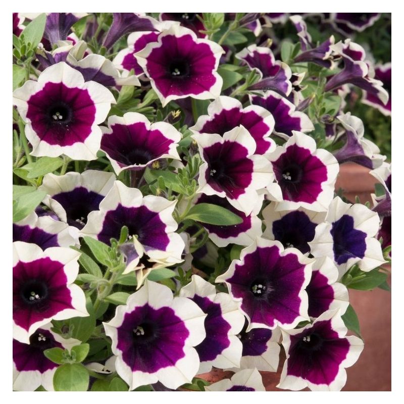 Petunia cascadia Rim Magenta - In Bud & Bloom