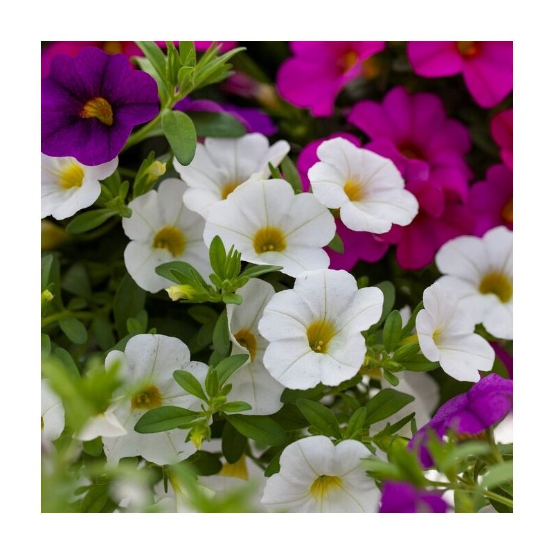 Petunia - Seed Starter Kit - Hanging Basket Mix