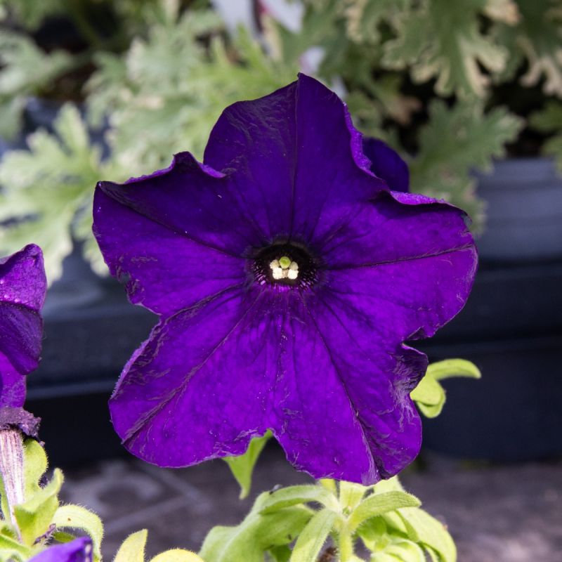 Petunia Trailing Blue - Pack of SIX Potted Plants