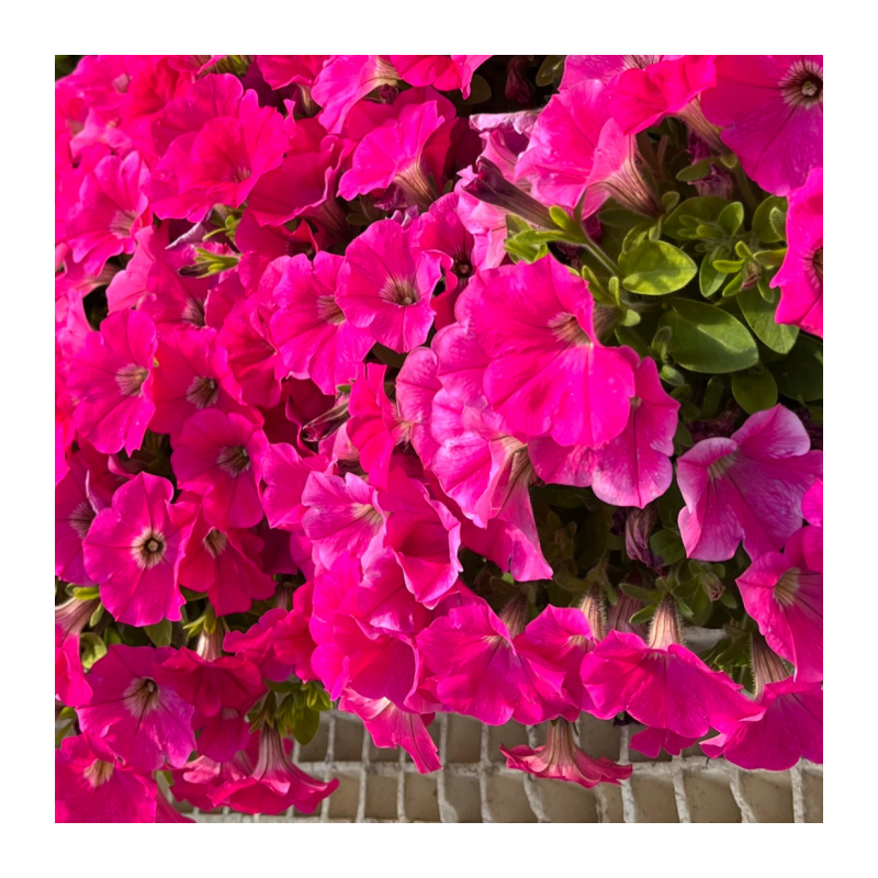Petunia Neon Pink