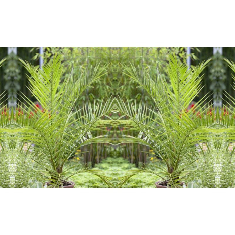 Pair of 80-120cm Phoenix canariensis - Canary Island Date Palms