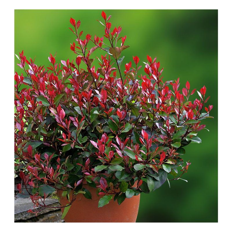 Photinia ''Little Red Robin'' - Compact Evergreen Shrub - Large Specimen