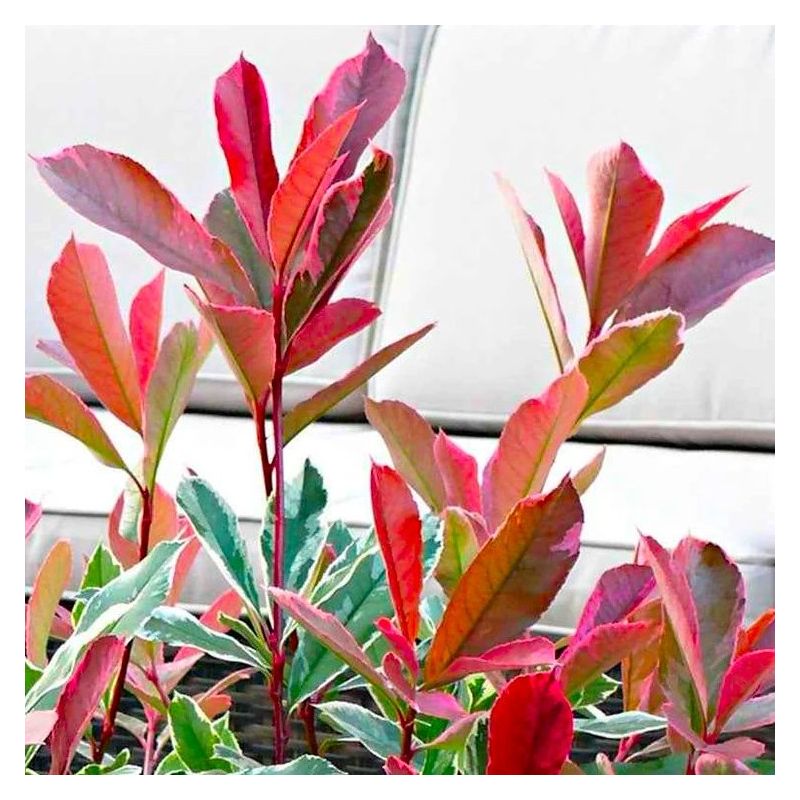 Photinia cassini Pink Marble - Hardy, Evergreen Variegated Red Robin ...