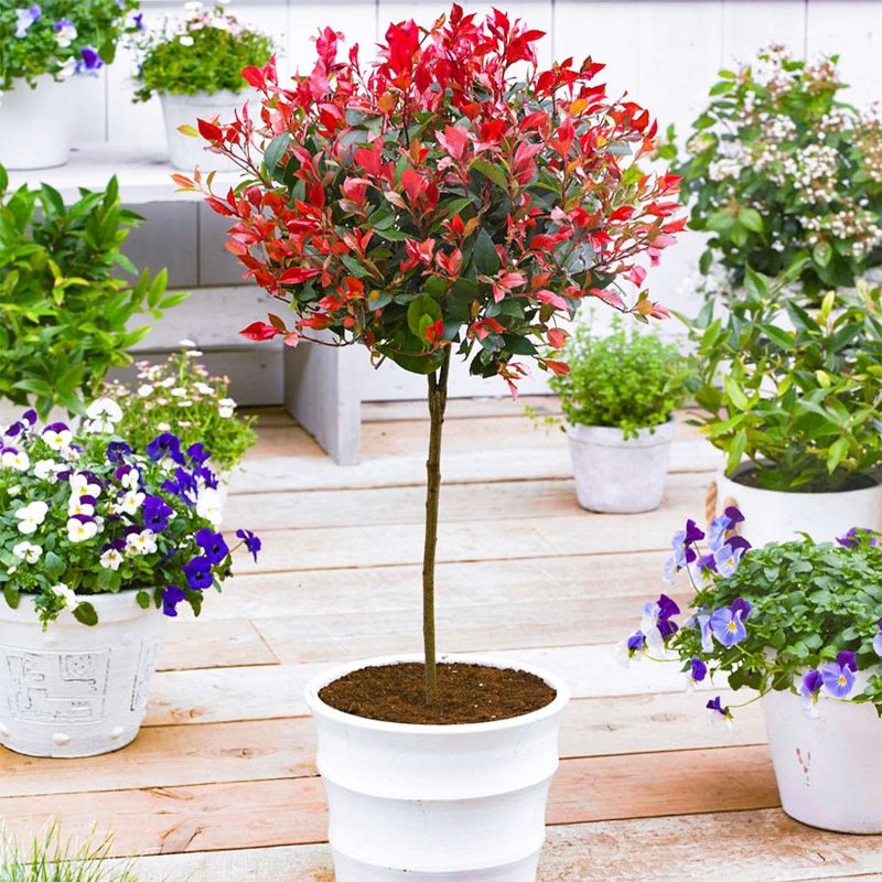Photinia Red Robin - Evergreen Lollipop Tree - circa 100cms