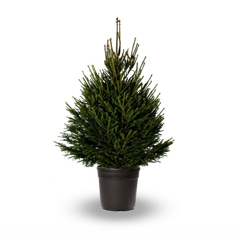Fresh Christmas Tree - Traditional Potted Norway Spruce - 120-150cm ...