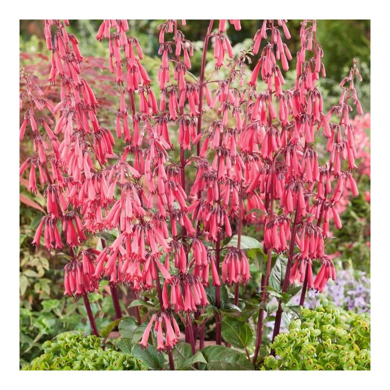 Phygelius Coral Princess