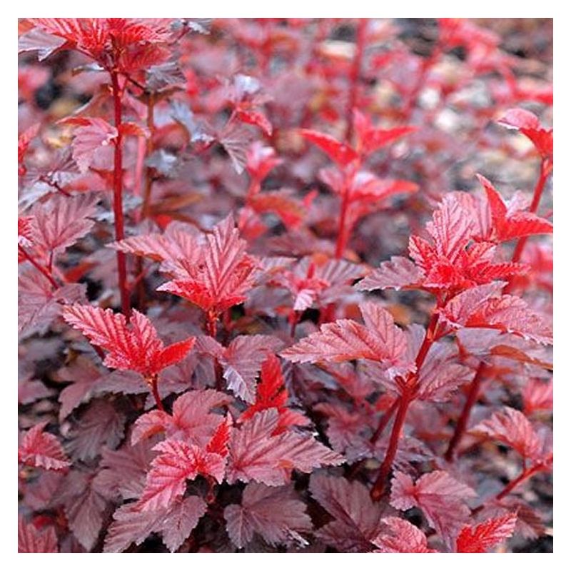 Physocarpus opulifolius Lady in Red - Ninebark