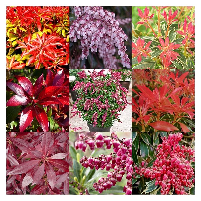 Pieris Collection - FIVE Different Evergreen Plants in Premier Varieties