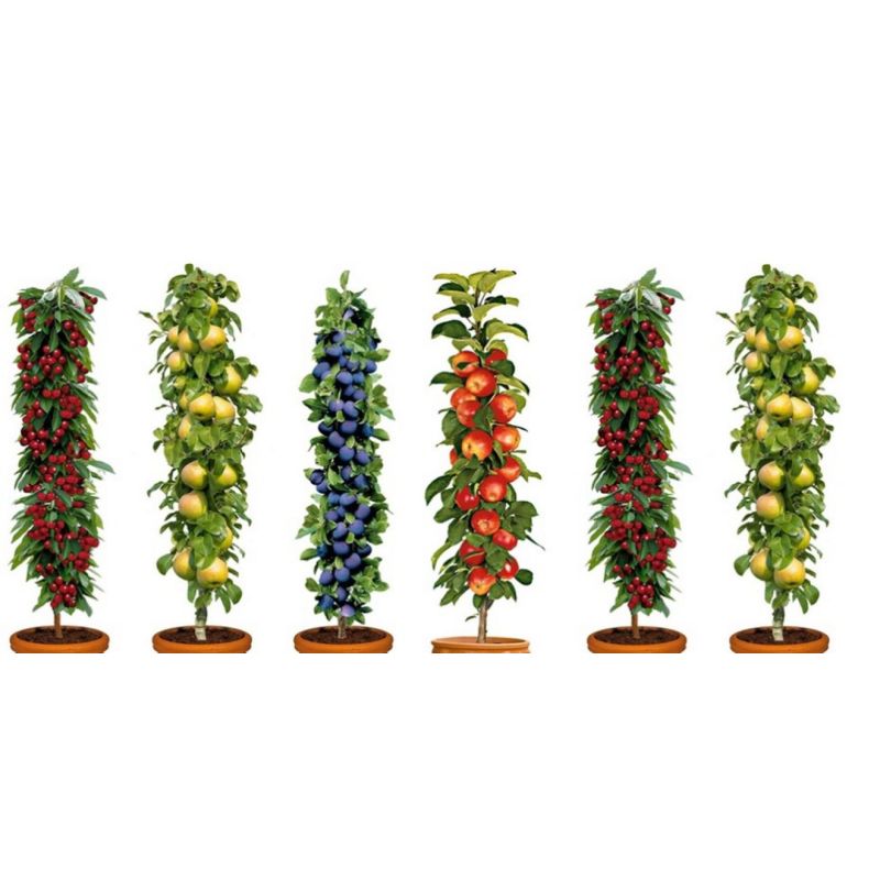 Dwarf Patio PILLAR Fruit Trees Mini Orchard - Collection of SIX Superb ...