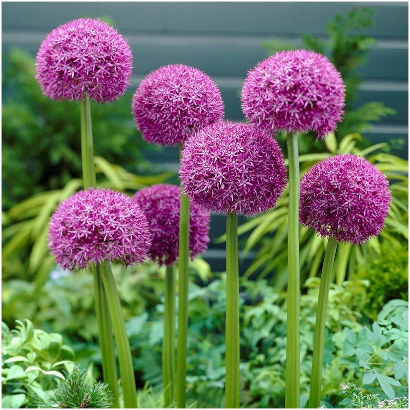 Allium Pinball Wizard